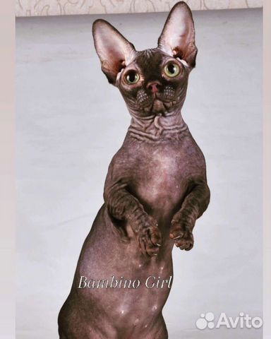 Бамбино девочка