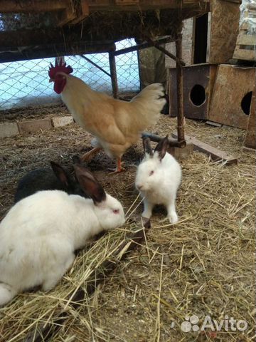 Куры несушки, кролики продам