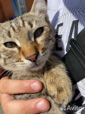 Котята в добрые руки бесплатно