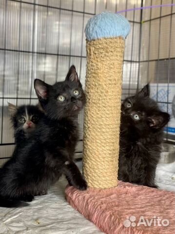 Котята. Спасены с улицы. 1,5 мес