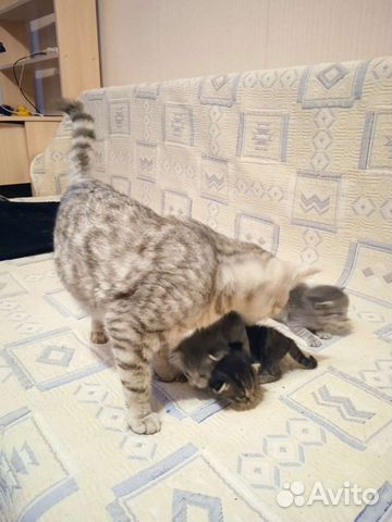 Котята отдам бесплатно