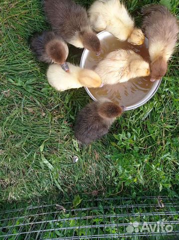 Индоутята вылупились 15.07 под наседкой