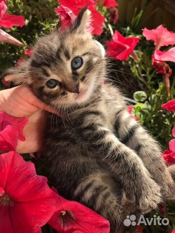 Отдадим 2 котиков в хорошие руки