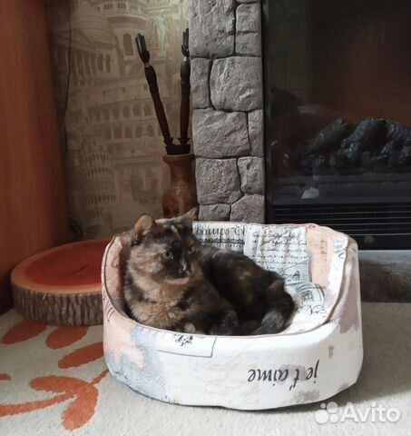 Отдаю волшебную кошку в добрые руки