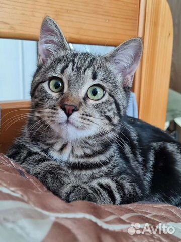 Котенок кроха ищет дом