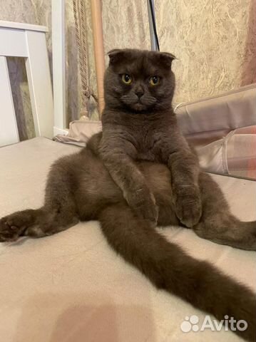 Кошка шотландская вислоухая