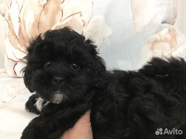 Щенки мальтипу