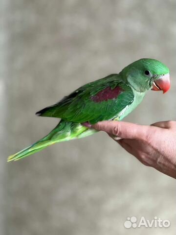 Птенцы Александрийского попугая