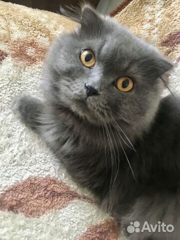 Отдадим кота в хорошие рукиПомесь с британцем