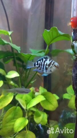 Папугай аквариумная рыбка