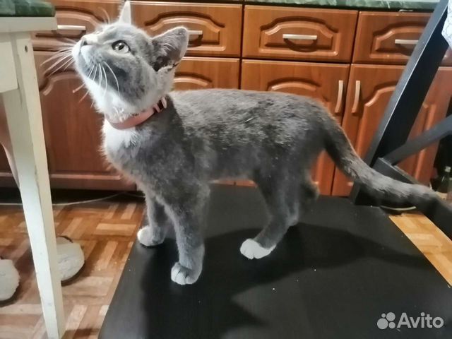 Кот 2 мес в дар бесплатно левый берег