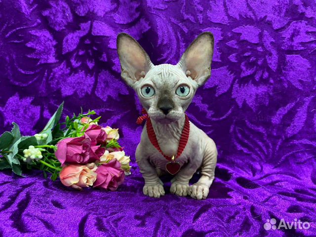 Канадский сфинкс бамбино