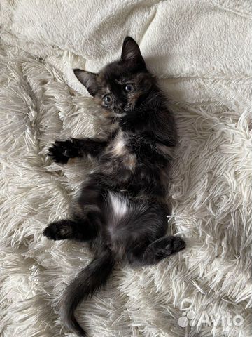 Трёхцветный котенок, отдам котенка