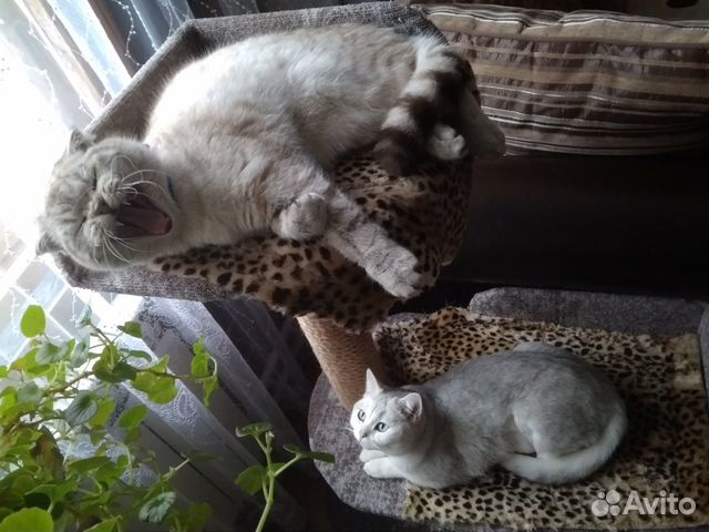 Коты для вязки