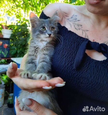 Котёнок невероятной красоты