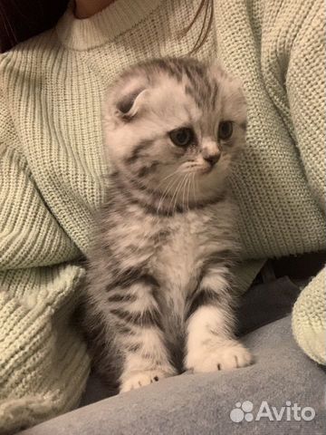 Шотландская вислоухая кошка