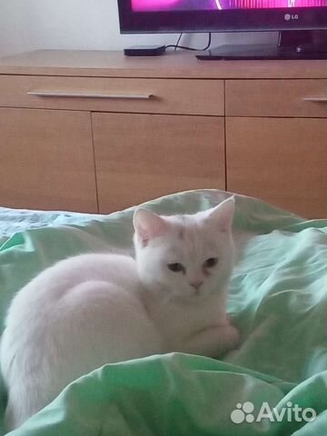 Шотландец чистокровный