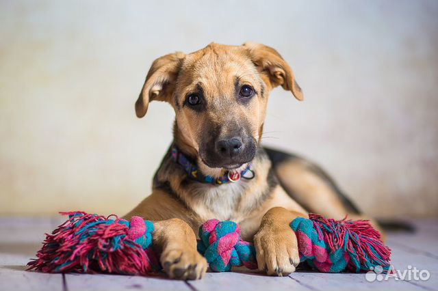 Щенок овчарки Варя в добрые руки