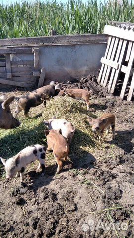 Поросята породы дюрок. Хряк дюрок