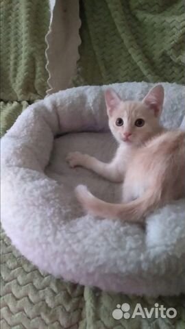 Котенок один остался