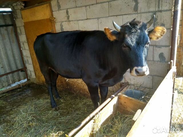 Телка 1.5 года