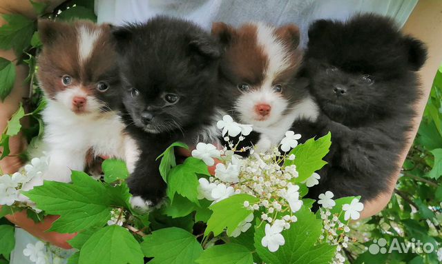 Медвежата шпицы