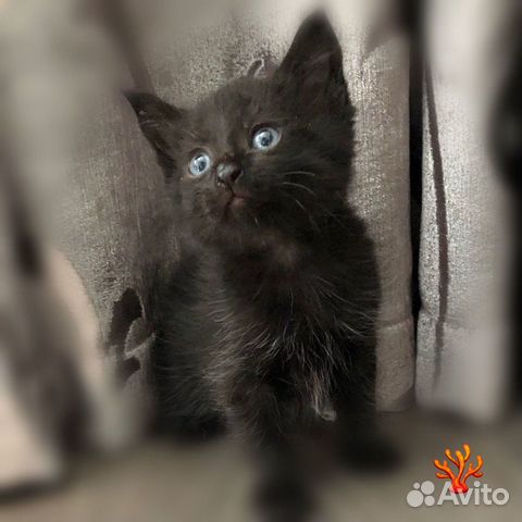 Маленькие котята возраст 1 месяц в добрые руки