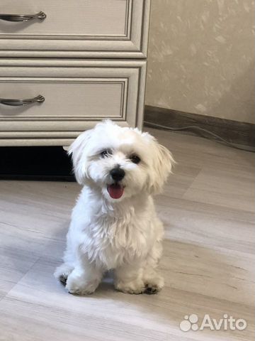 Мальтезе вязка мальчик