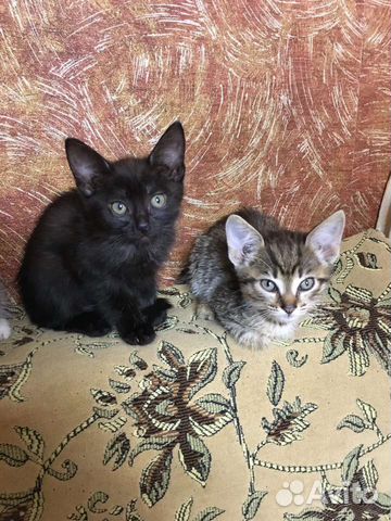 Котятки в добрые руки