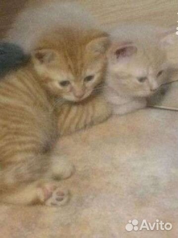 Продаю чистокровных шотландских и британских котов