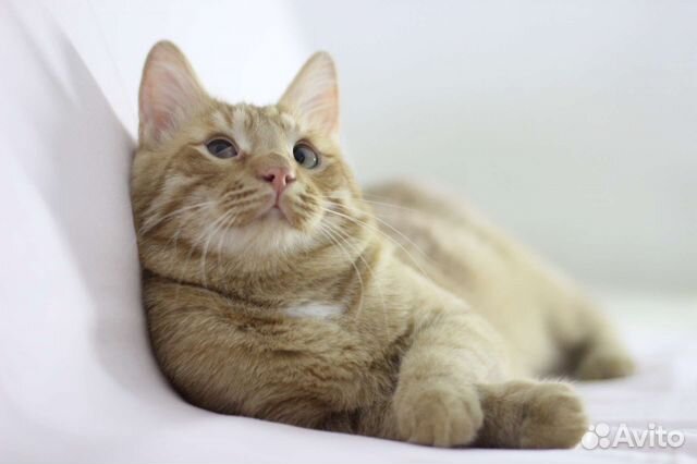 Котик рыжий ласковый подросток в дар