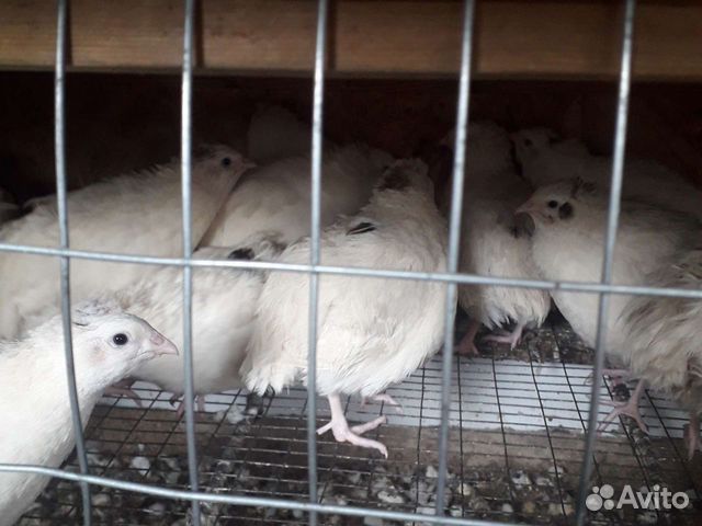 Перепела 2х месячные мальчики