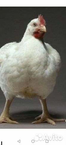 Куры бройлеры