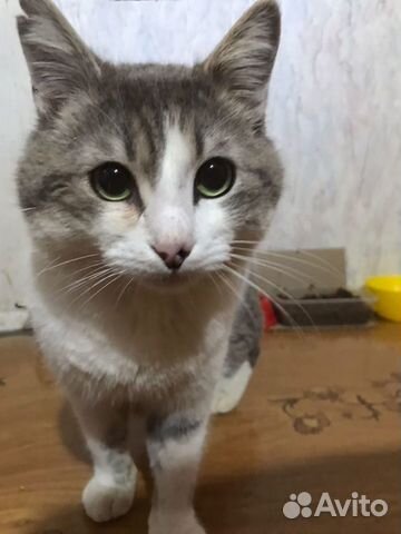 Красачик Лео