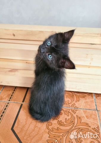 Котенок в добрые руки