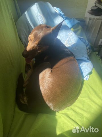 Отдам в добрые руки собаку