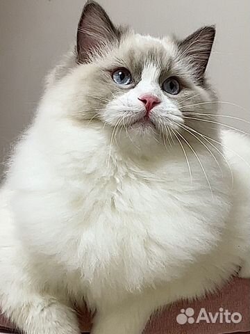 Котята рэгдолл