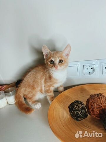 Финик