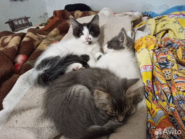 Котята "добермана" трехмесячные