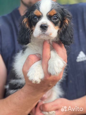 Спаниель кавалерчик кобель