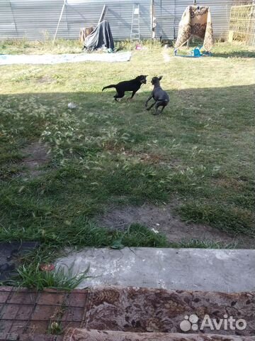 Ксоло в шерсти