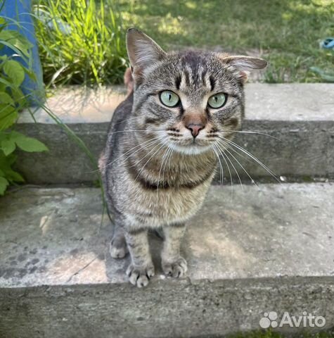 Кот Матроскин ищет дом