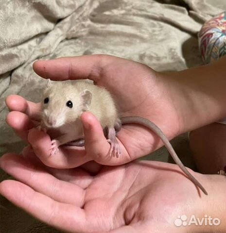 Крыса сиамская (муж., родословная, вет. паспорт)