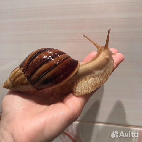 Улитки ахатины бесплатно