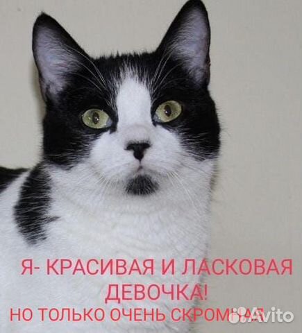 Кнопочка, 1.5 г., стерилизован., привита, passport