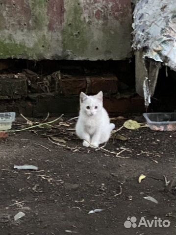 Белоснежный котенок, предположительно мальчик