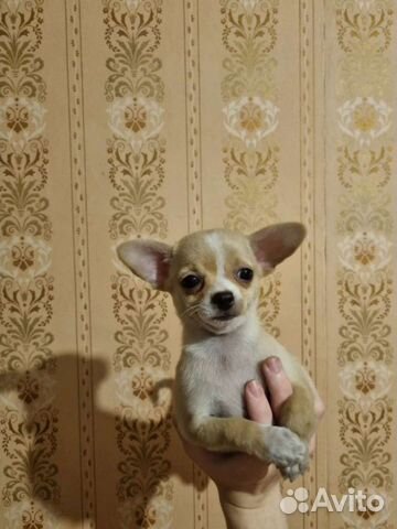 Чихуахуа микро мальчишки
