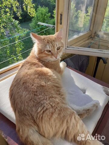 Рыжий Персик