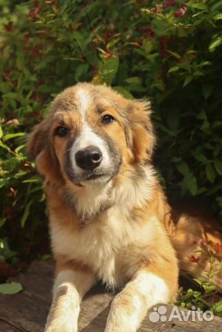 Щенки бордер колли