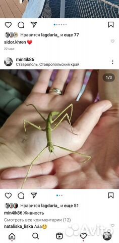 Австралийский палочник